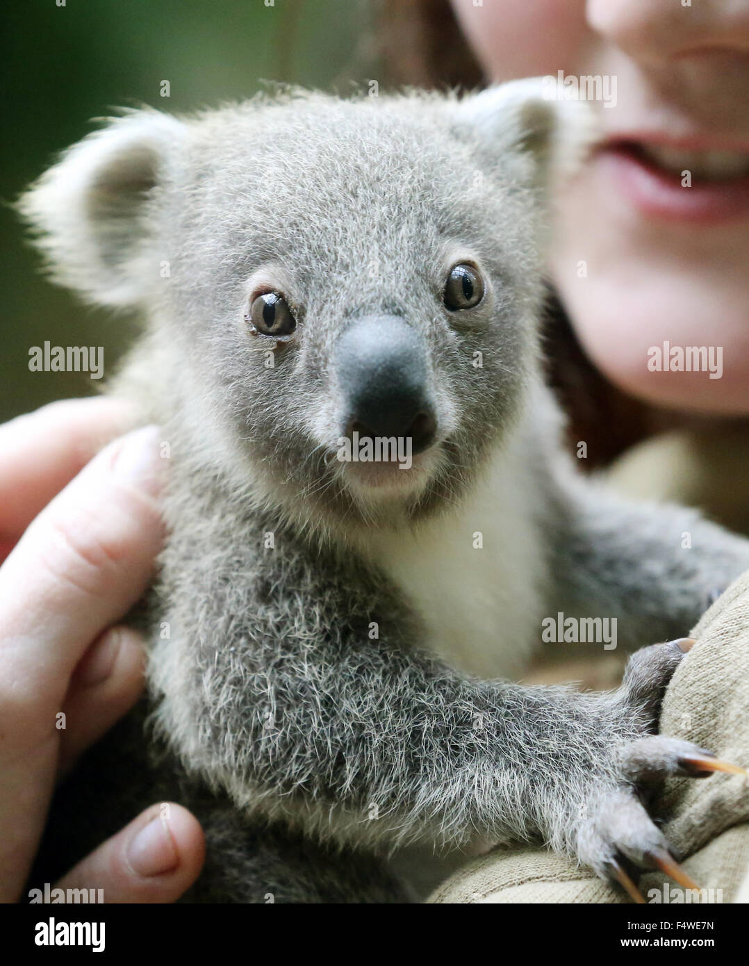 Duisburg, Germany. 23rd Oct, 2015. The six-months-old koala girl holds ...