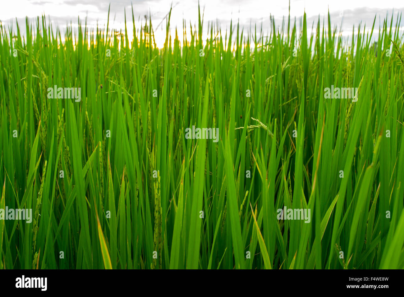 Green of rice in paddy rice field Stock Photo - Alamy