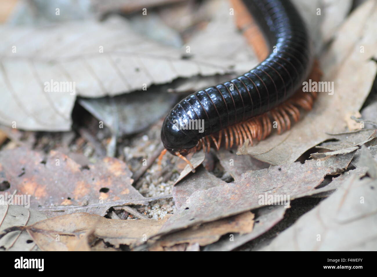 Giant millipede hi-res stock photography and images - Alamy