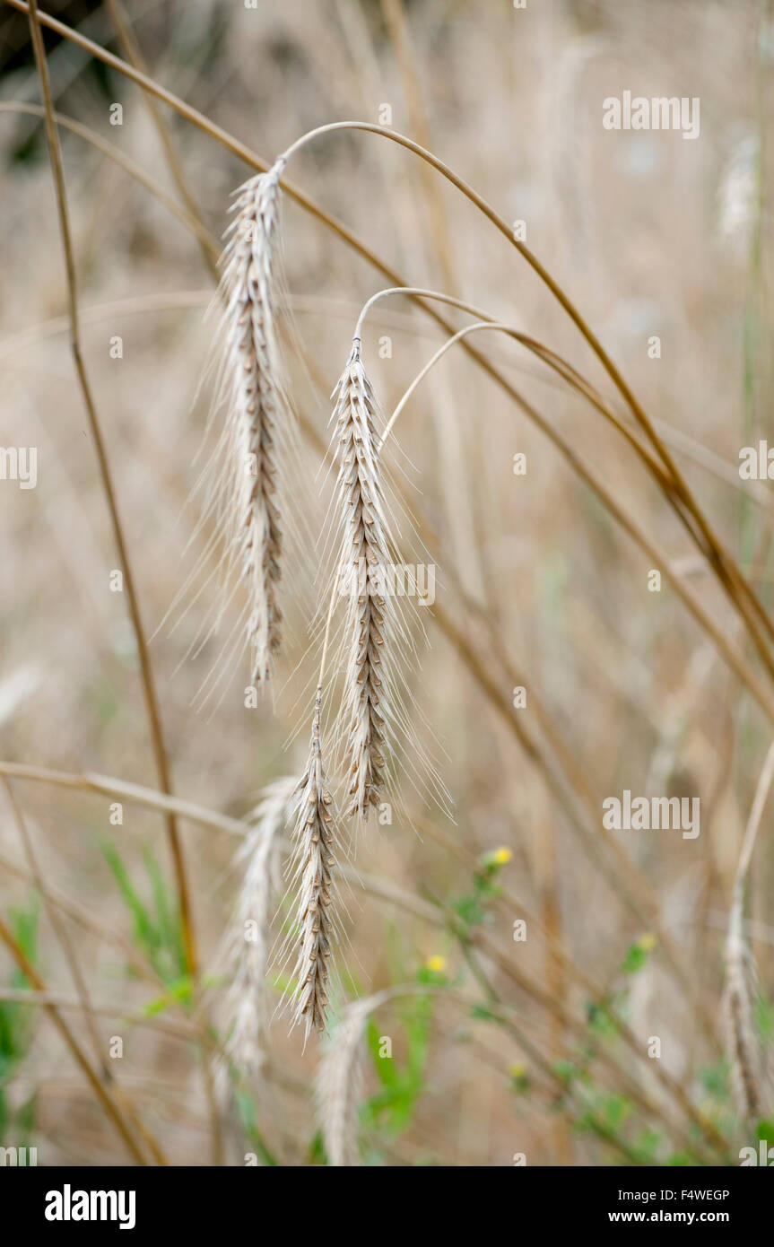 Secale cereale hi-res stock photography and images - Alamy