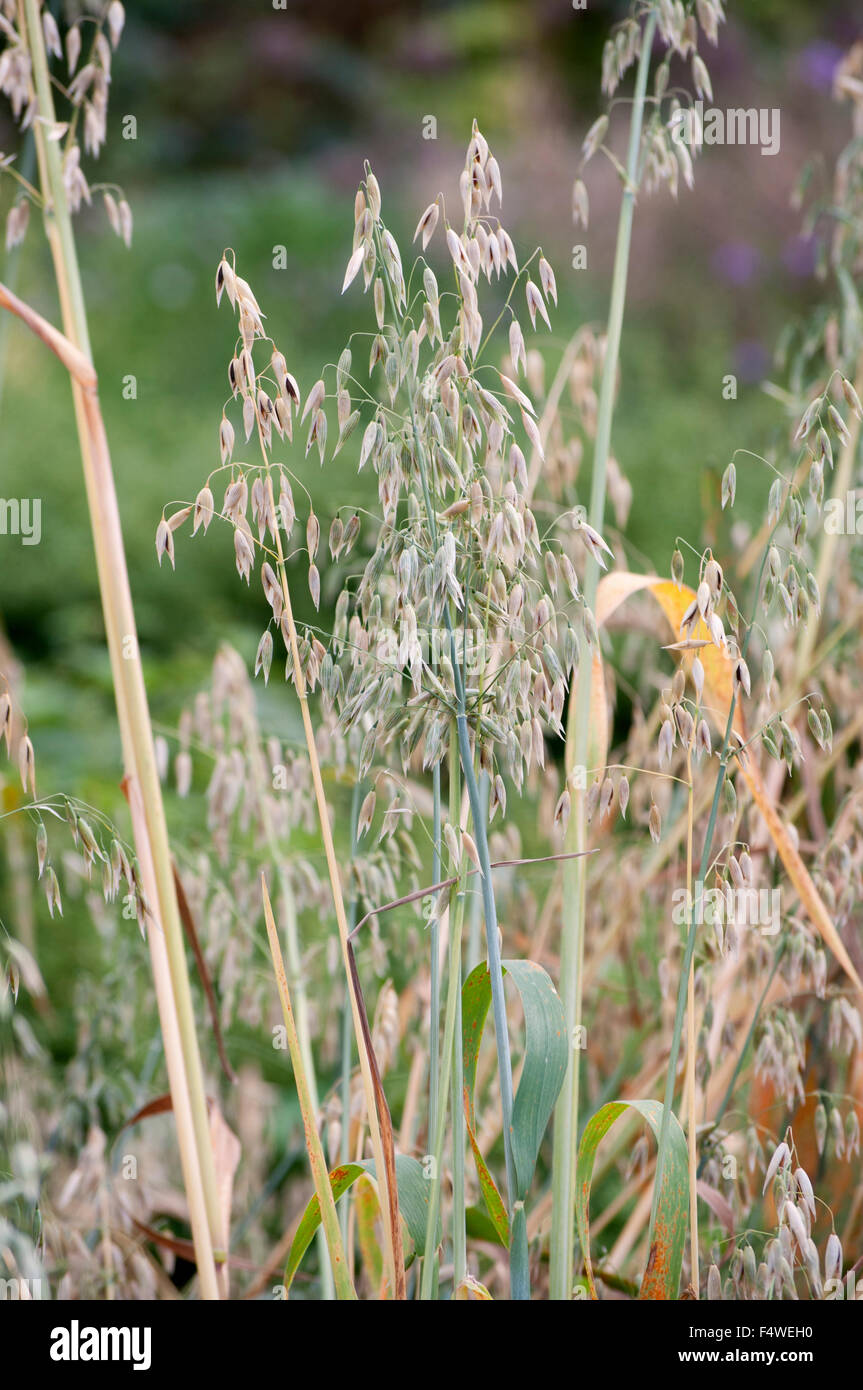 Avena fatua hi-res stock photography and images - Alamy