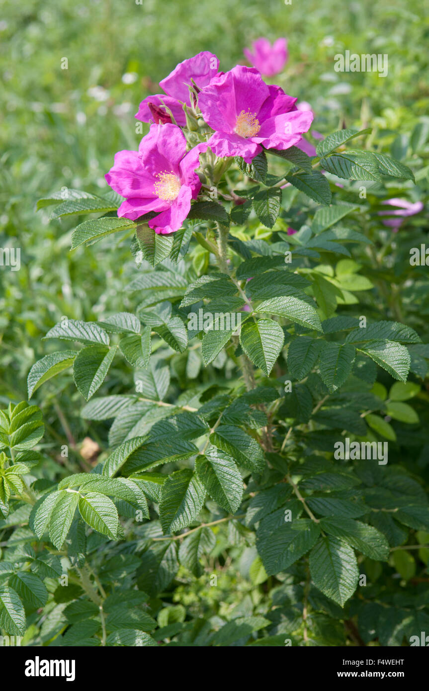 Pink rosa rugosa hi-res stock photography and images - Alamy