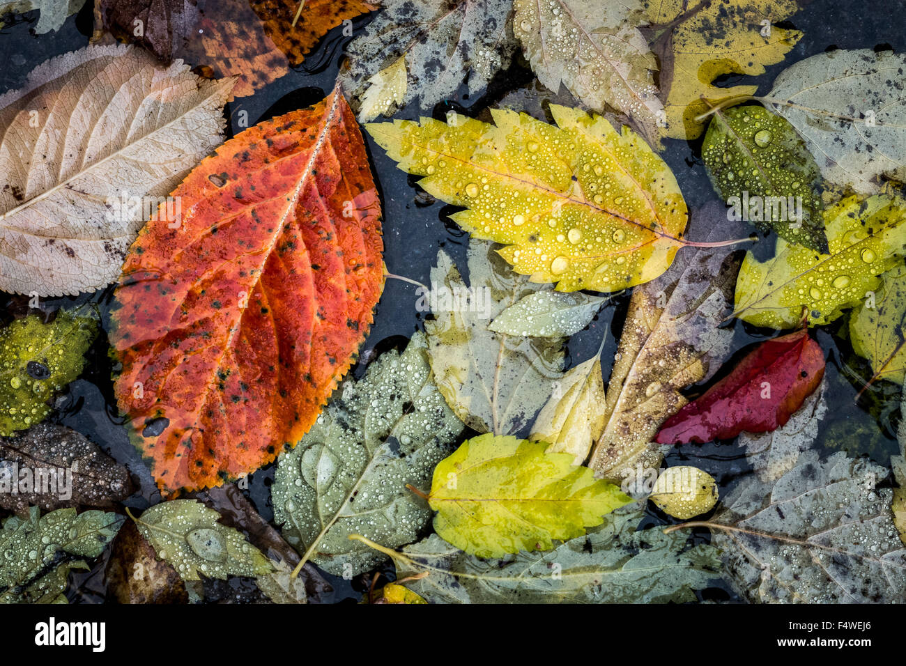 Bunch of autumn leaves in rain Stock Photo - Alamy