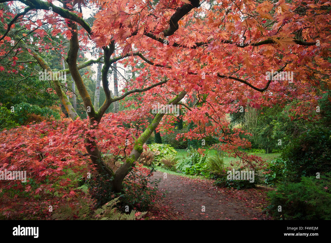 ACER PALMATUM ELEGANS PURPUREUM AT BATSFORD ARBORETUM Stock Photo - Alamy