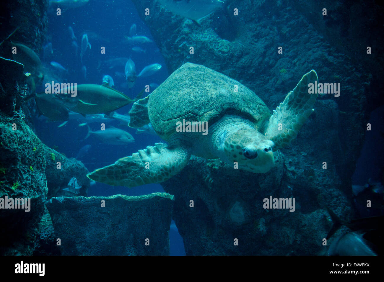 Swimming Turtle High Resolution Stock Photography and Images - Alamy