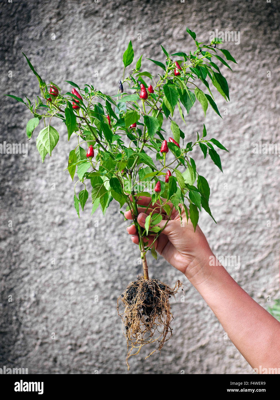 Tabasco pepper plant hi-res stock photography and images - Alamy