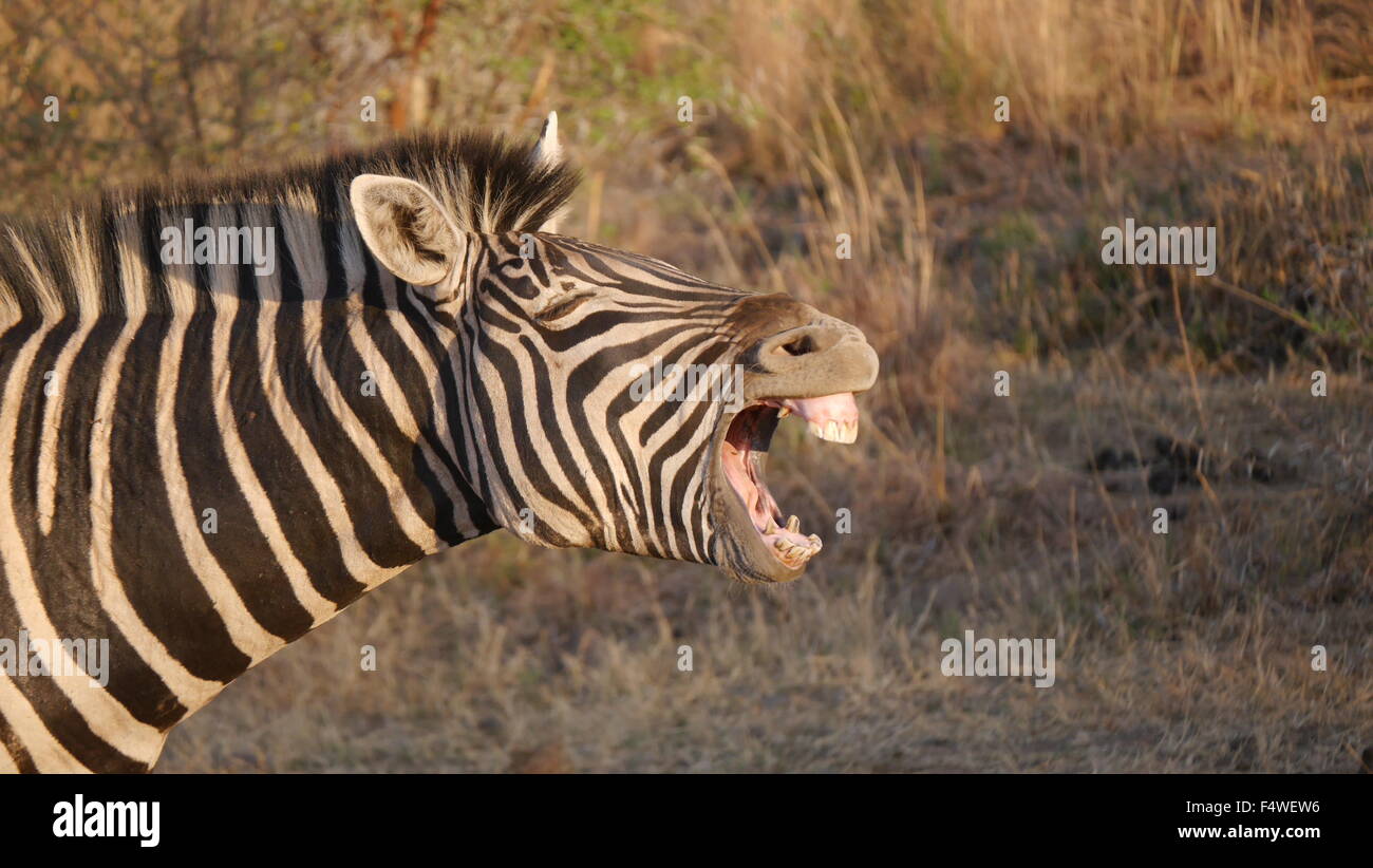Bray Head Stock Photos & Bray Head Stock Images - Alamy