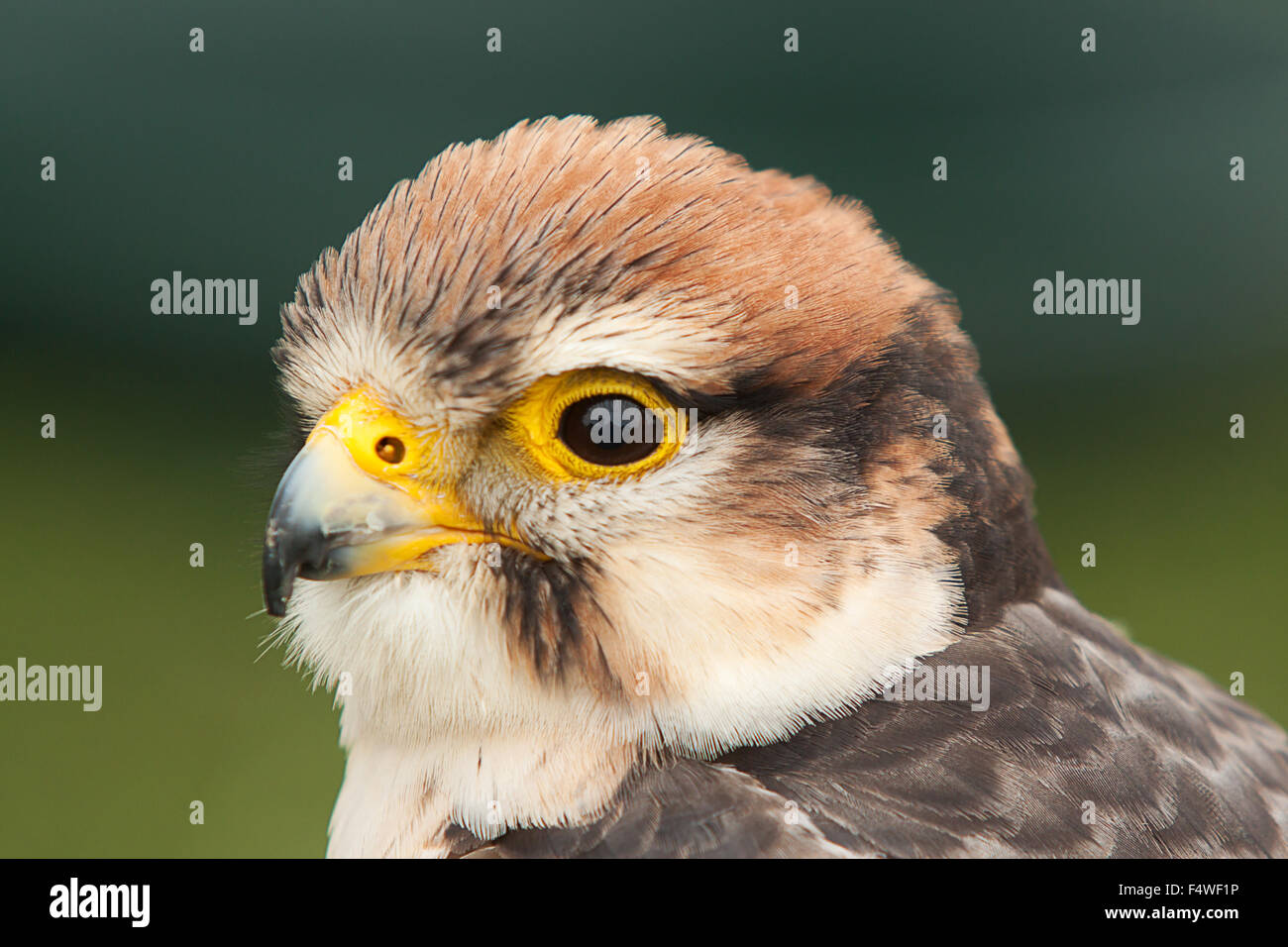 photo portrait of a beautiful little falcon Stock Photo - Alamy