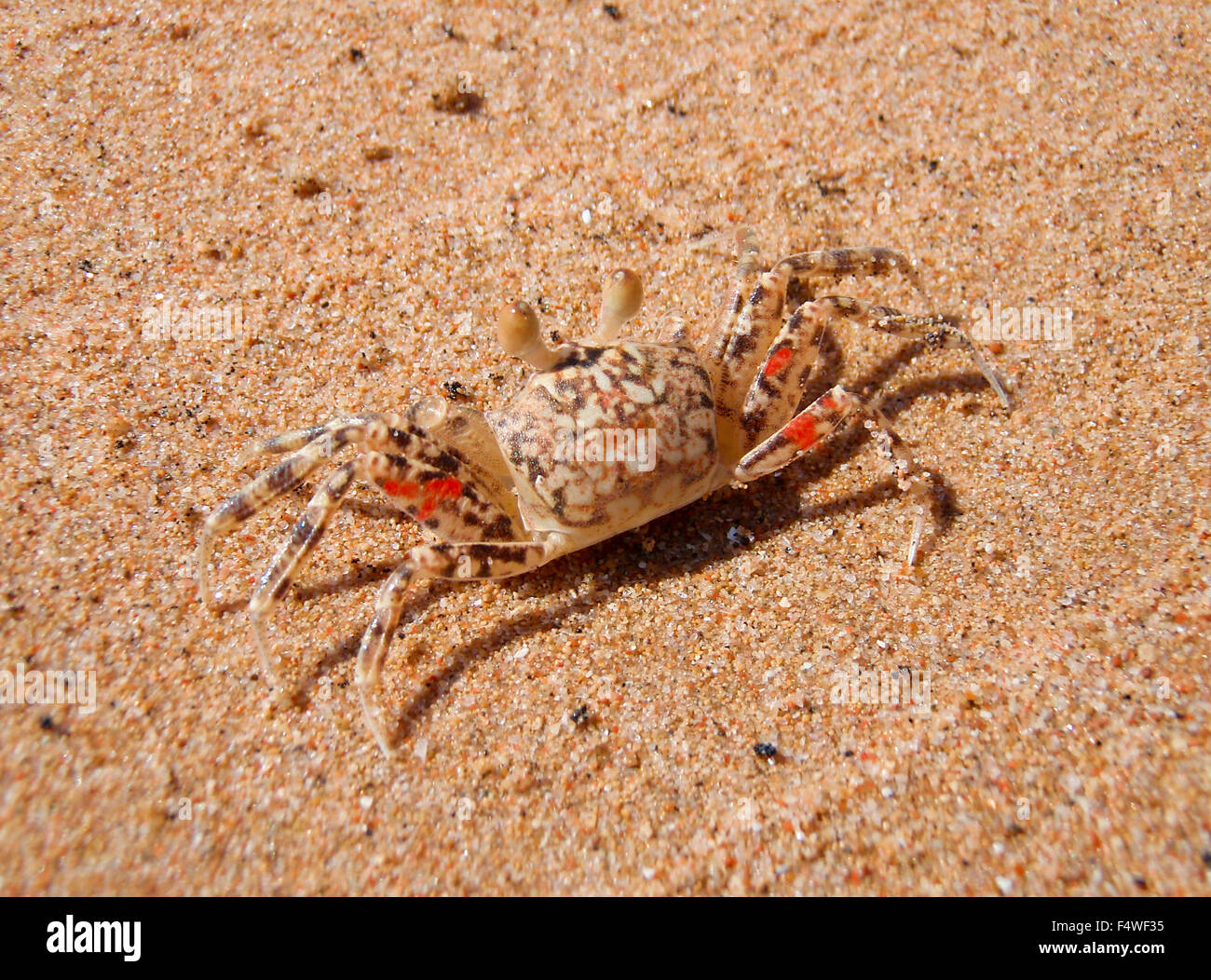 small crab on sea beach Stock Photo - Alamy