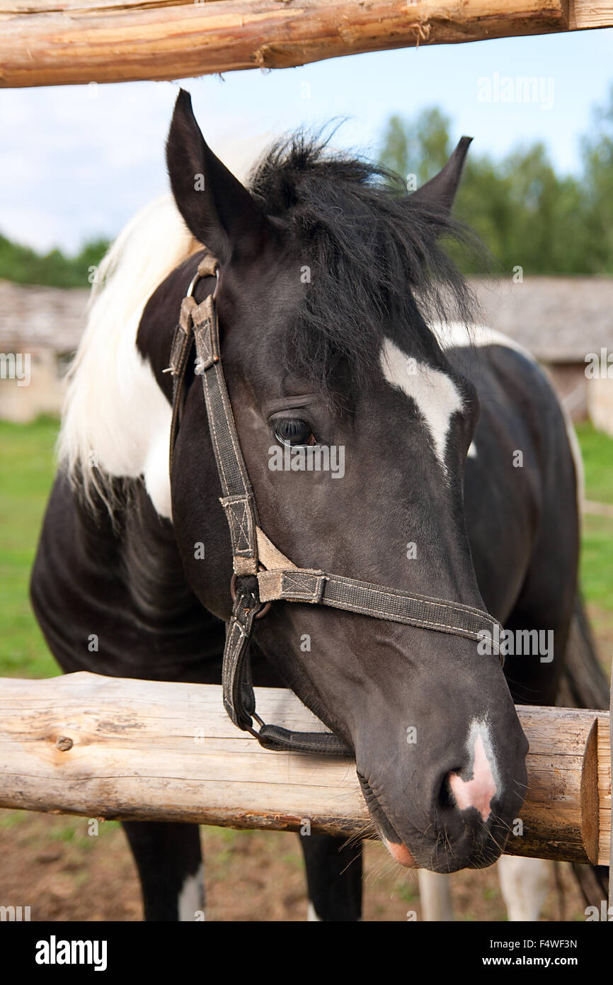 portrait of horse in your corral Stock Photo - Alamy