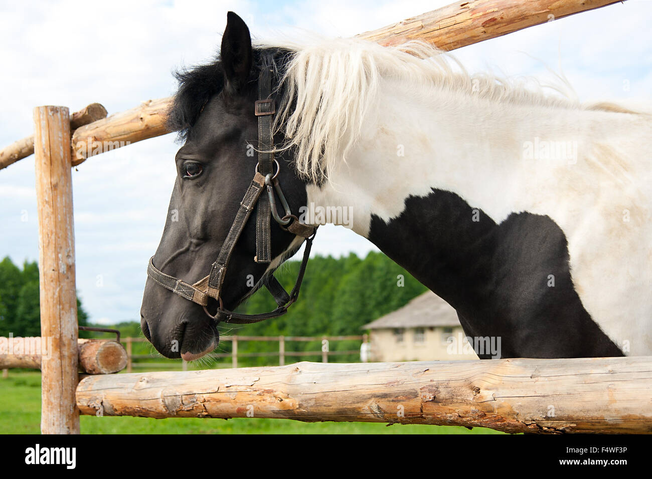 portrait of horse in your corral Stock Photo - Alamy