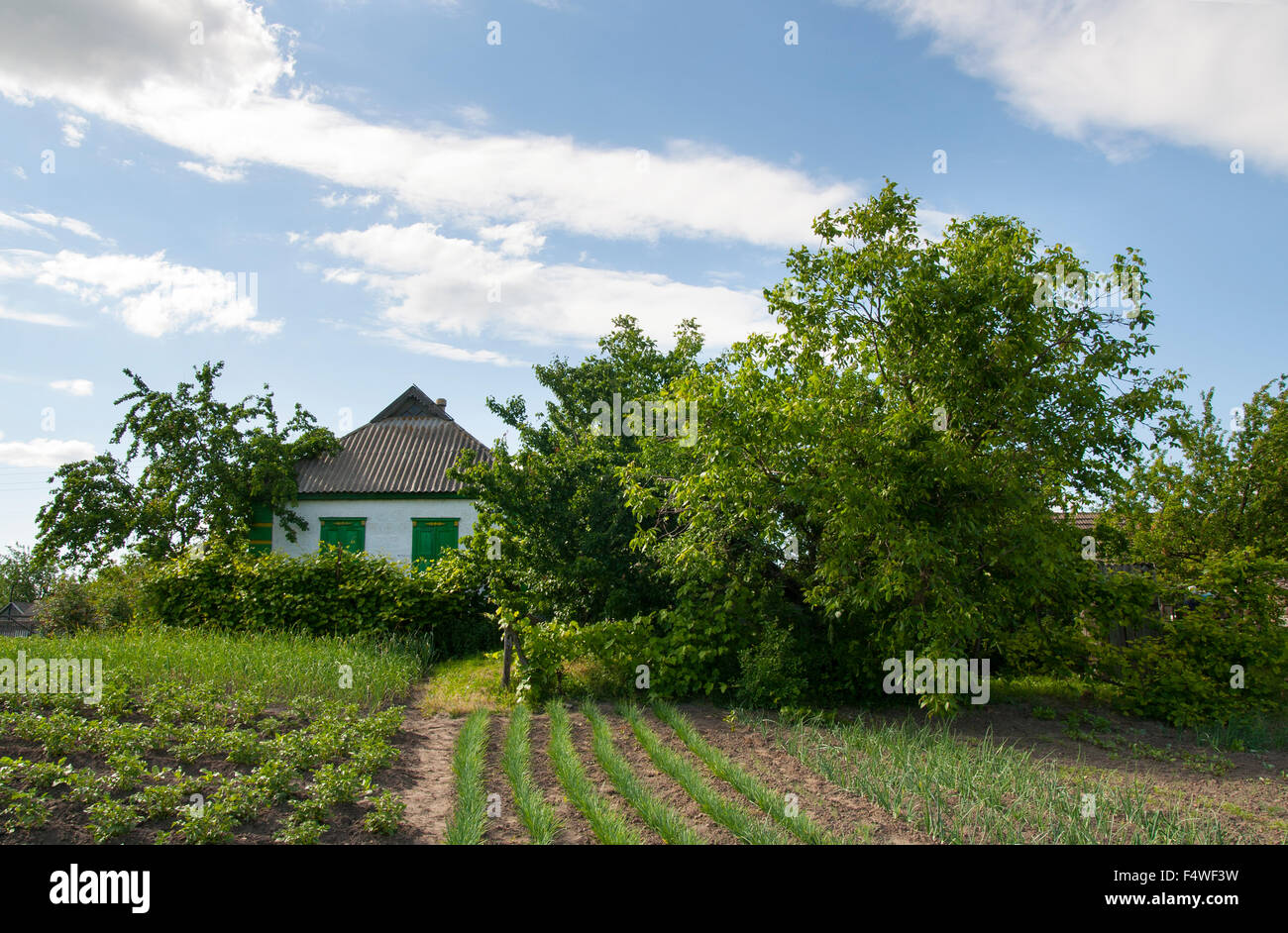 Traditional cottage house with a garden in central region of Ukraine ...