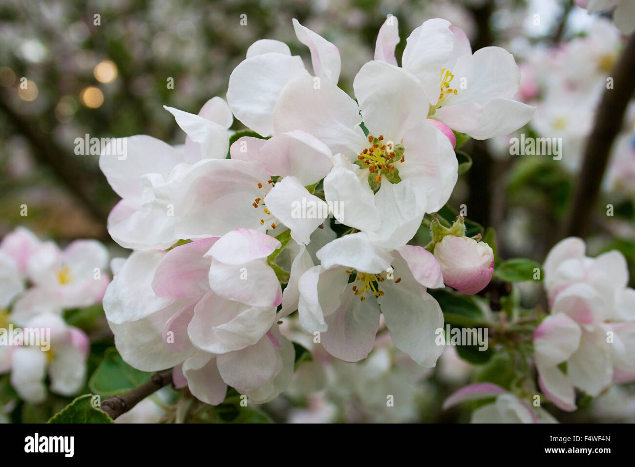 Flowering of apple trees. Closeup white flowers of the apple tree Stock ...