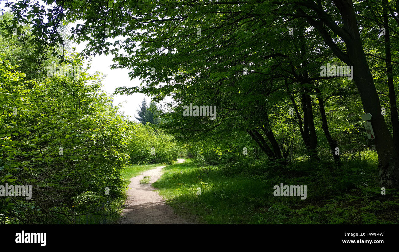 Lush green forest sunlight hi-res stock photography and images - Alamy
