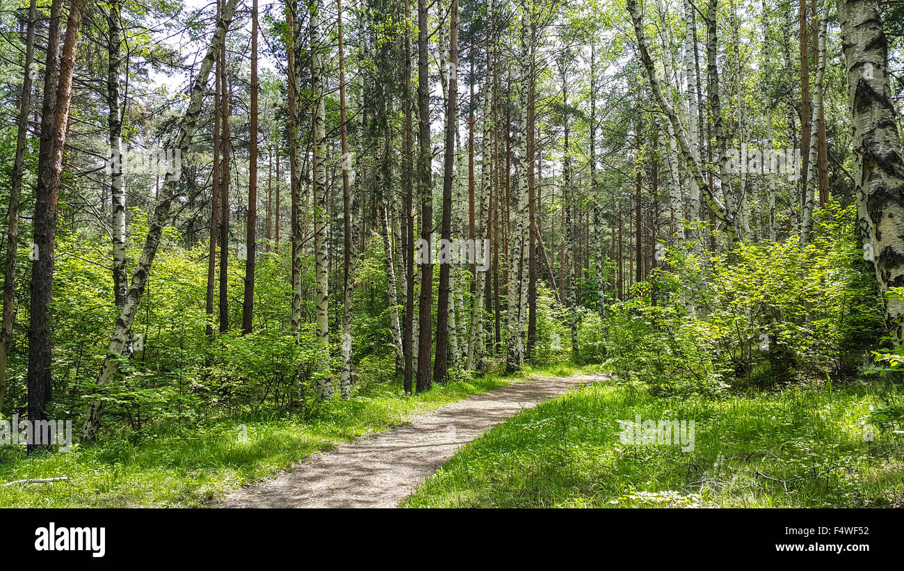 Pathway in green forest hi-res stock photography and images - Alamy