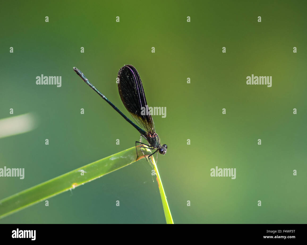 Metallic blue dragonfly hi-res stock photography and images - Alamy