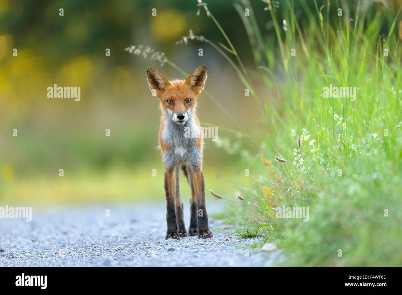 Fox standing hi-res stock photography and images - Alamy