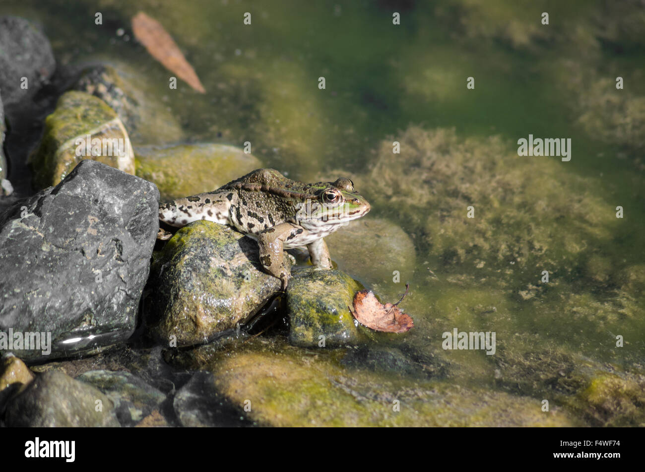 Swimming frog hi-res stock photography and images - Alamy