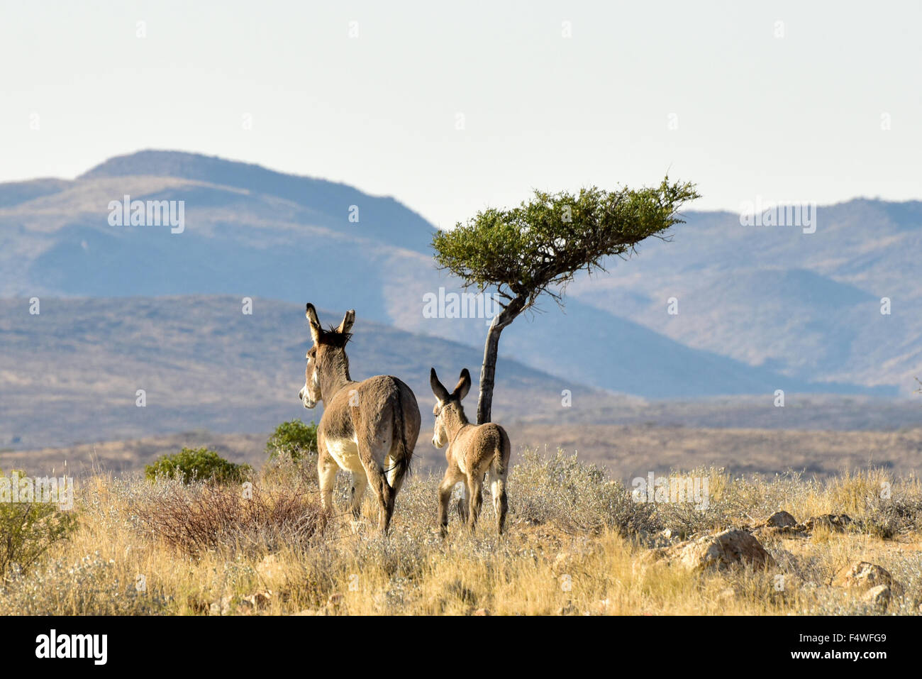 An adult and young donkey walking away into the fields of Erongo ...