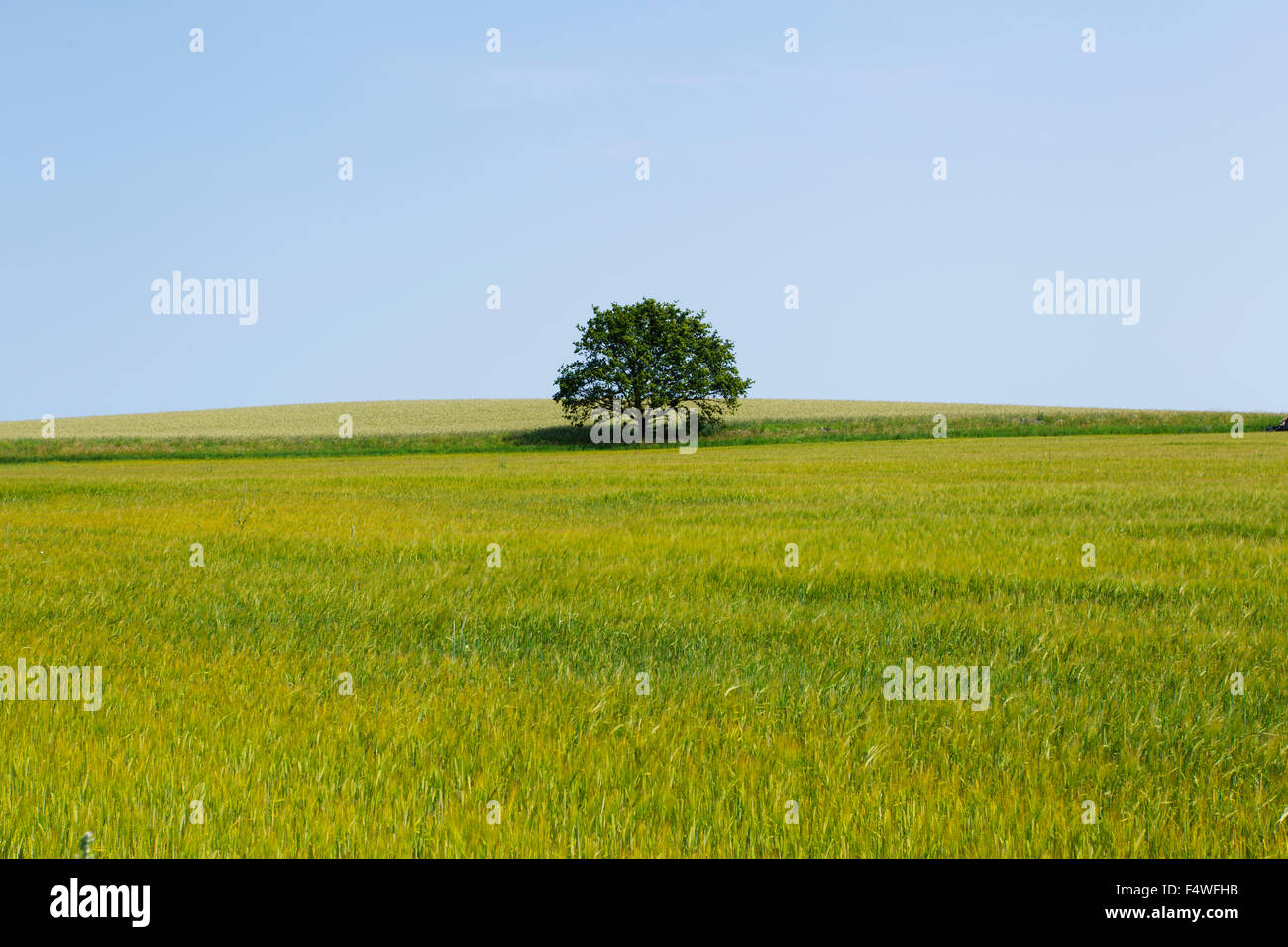 Single tree in field hi-res stock photography and images - Alamy