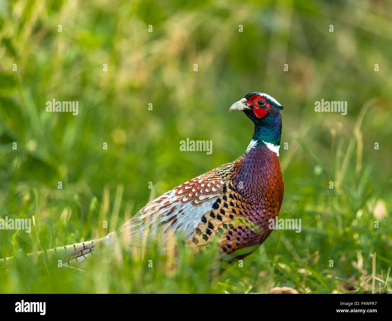 Beautiful Male Common British Pheasant (Phasianus colchicus) foraging ...