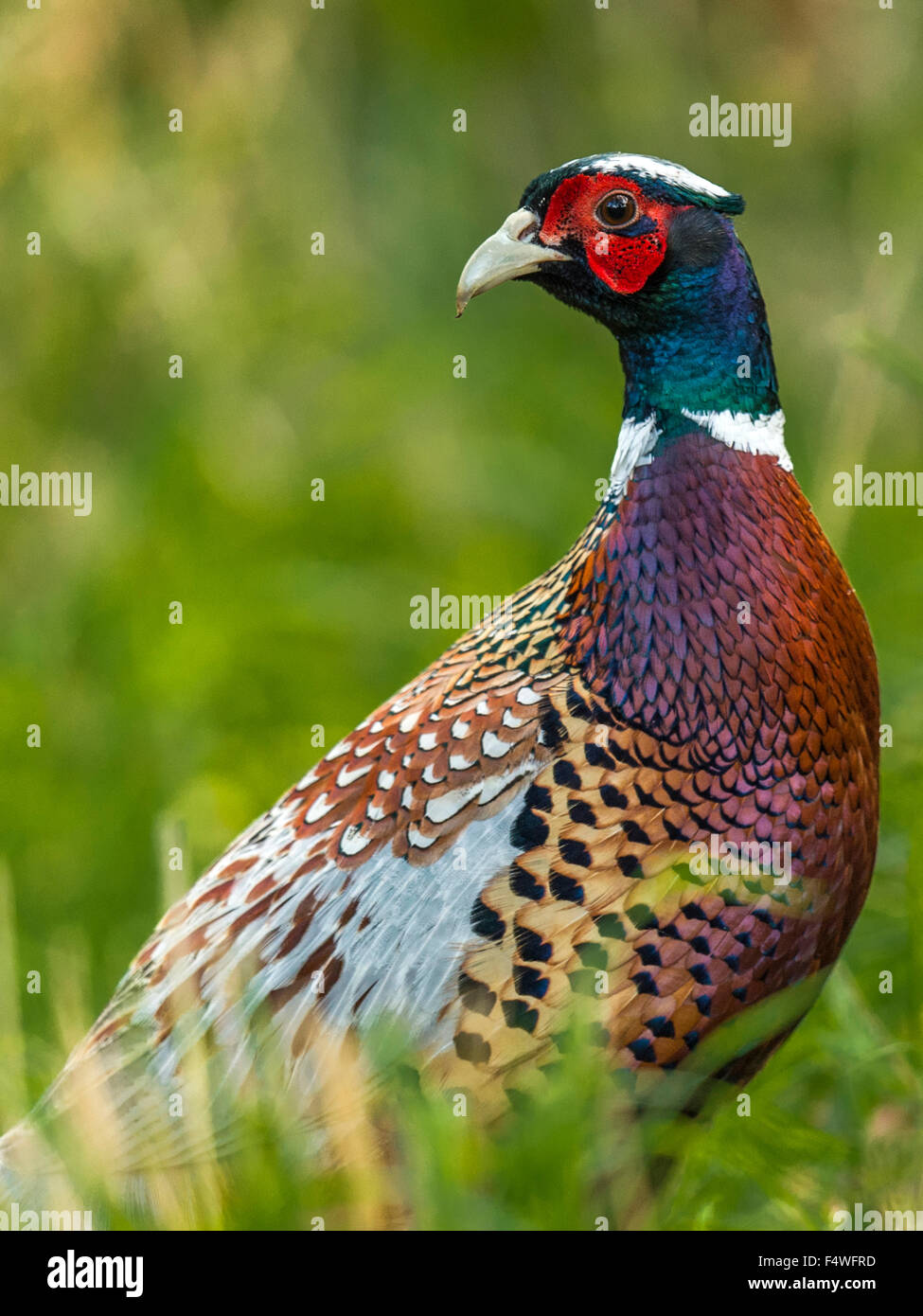 Beautiful Male Common British Pheasant (Phasianus colchicus) foraging ...