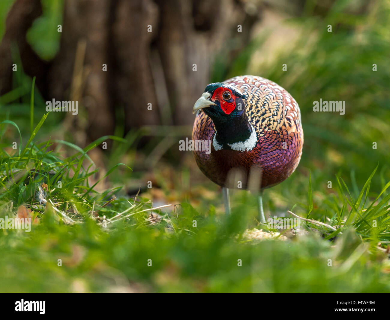 Beautiful Male Common British Pheasant (Phasianus colchicus) foraging ...