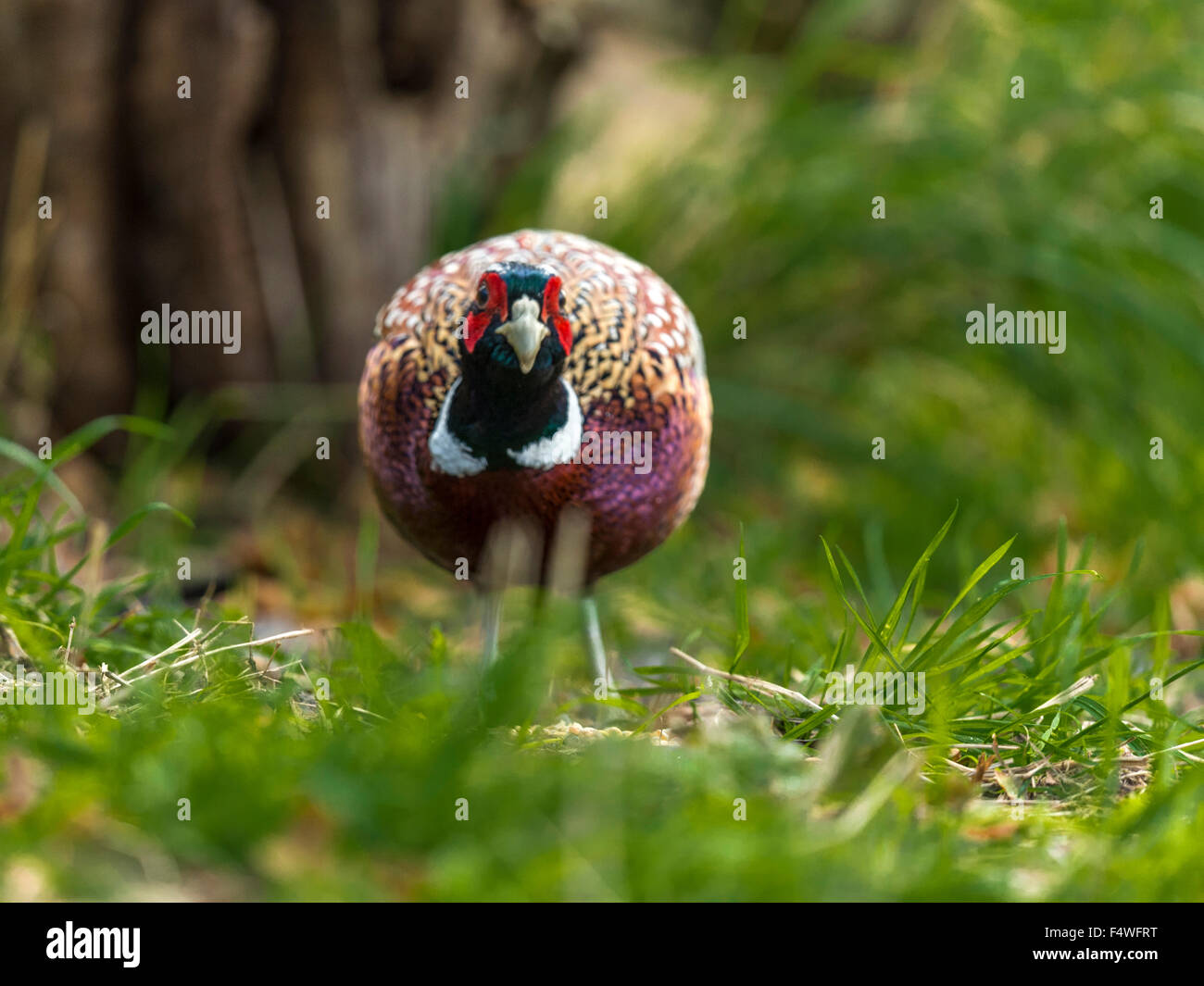 Beautiful Male Common British Pheasant (Phasianus colchicus) foraging ...