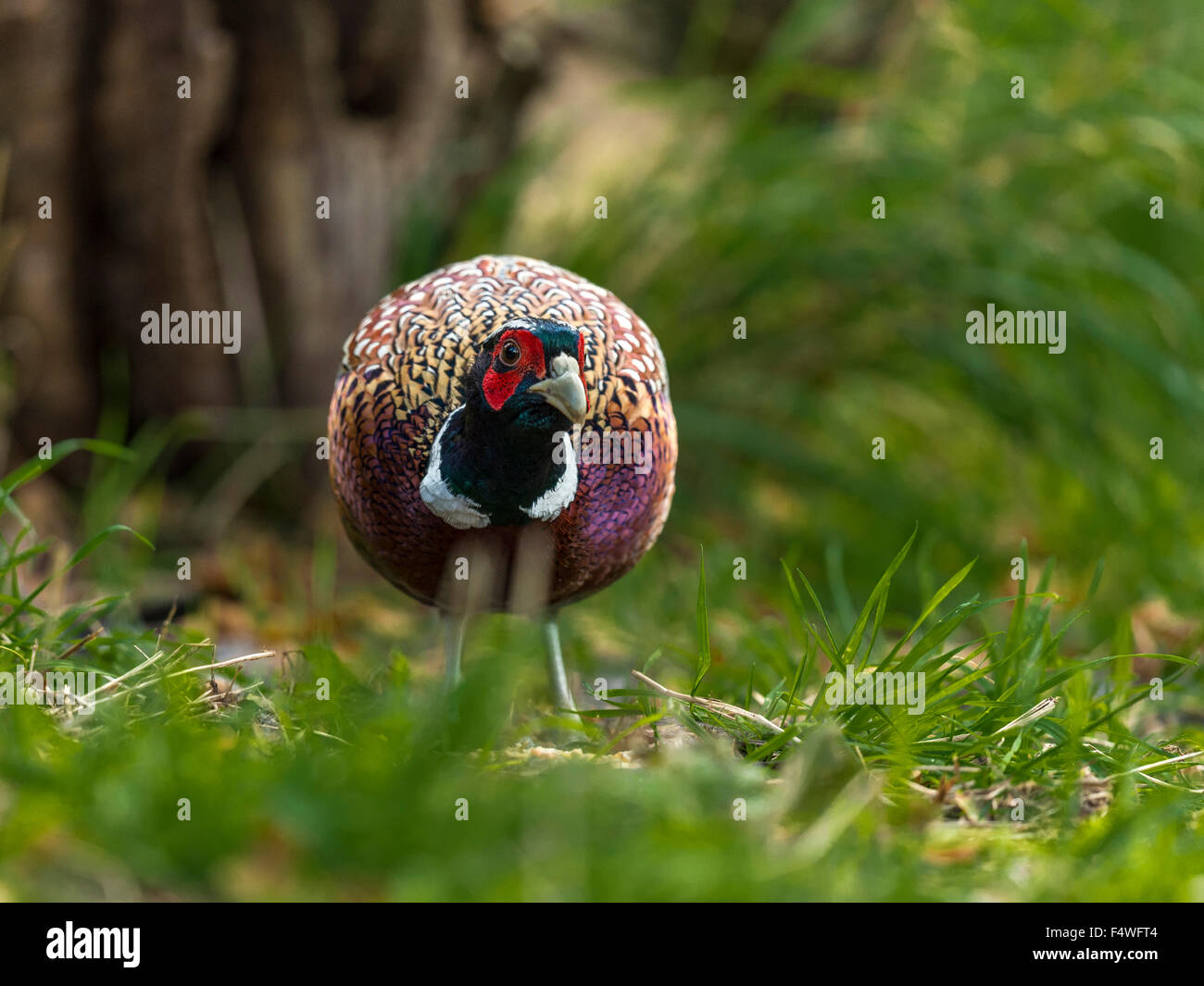 Beautiful Male Common British Pheasant (Phasianus colchicus) foraging ...