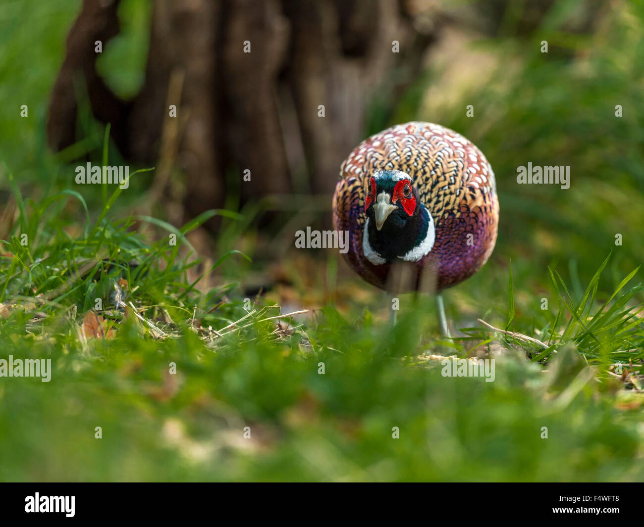 Beautiful Male Common British Pheasant (Phasianus colchicus) foraging ...