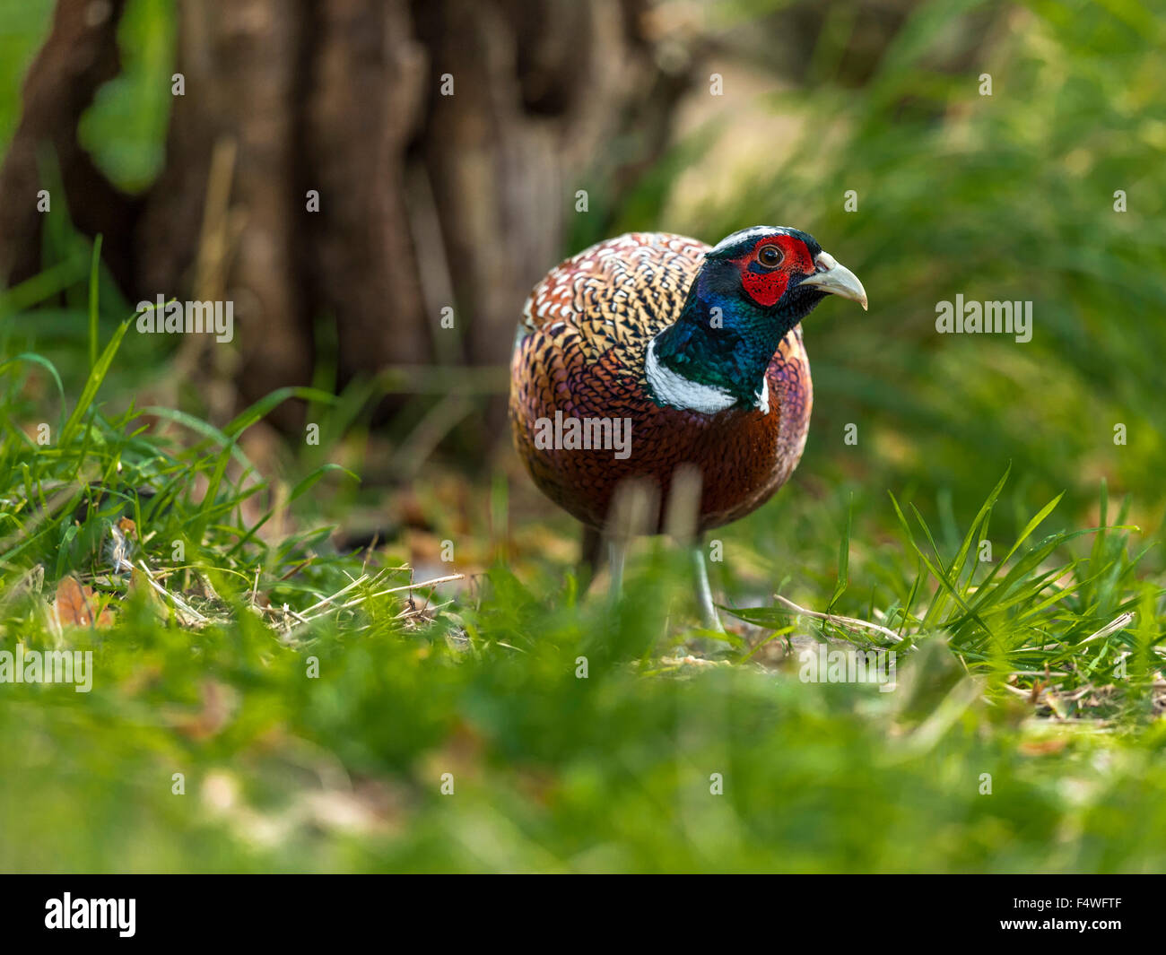 Beautiful Male Common British Pheasant (Phasianus colchicus) foraging ...