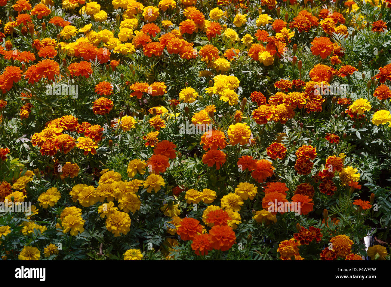 Greenhouse ornamental plants hi-res stock photography and images - Alamy