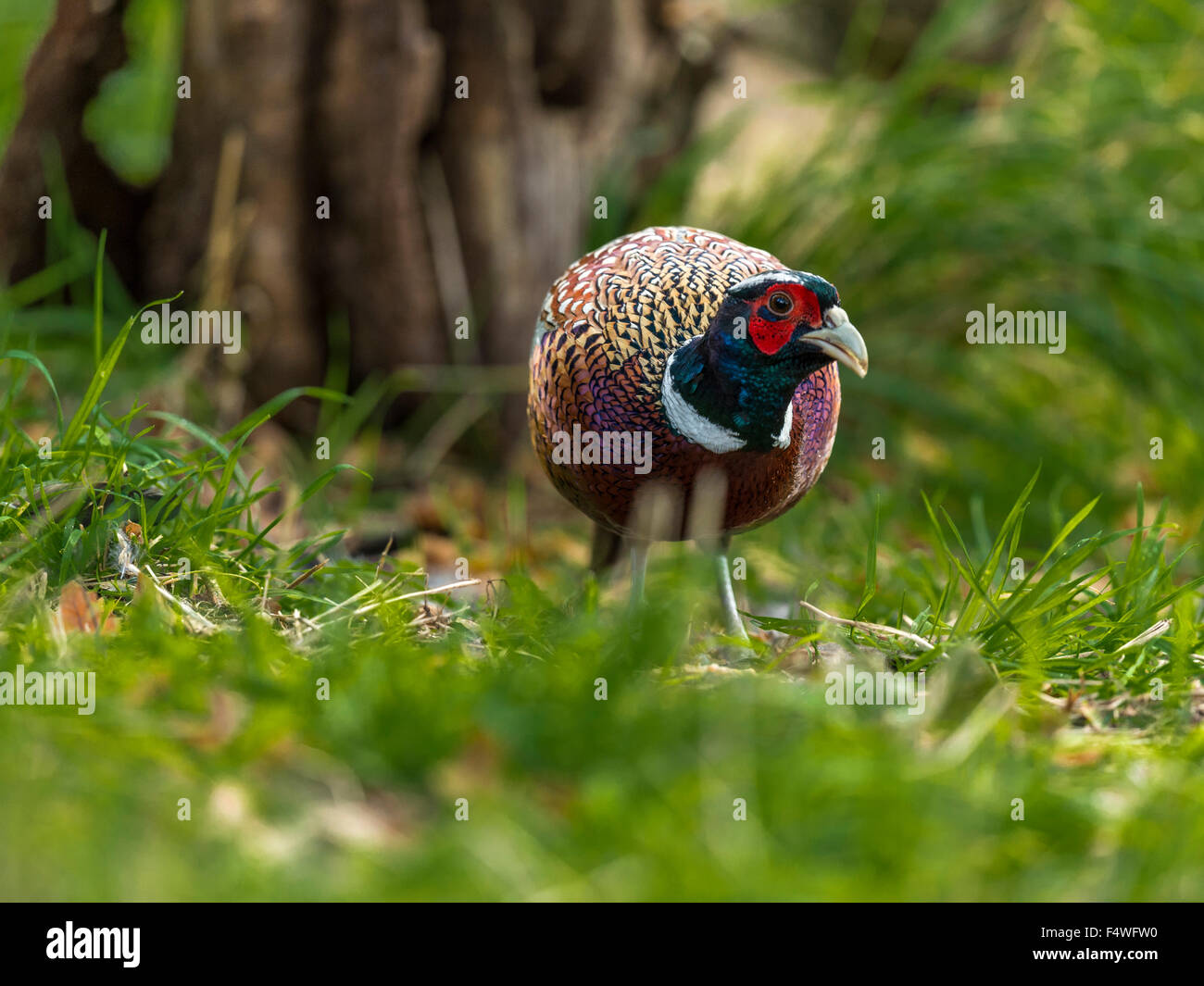 Beautiful Male Common British Pheasant (Phasianus colchicus) foraging ...