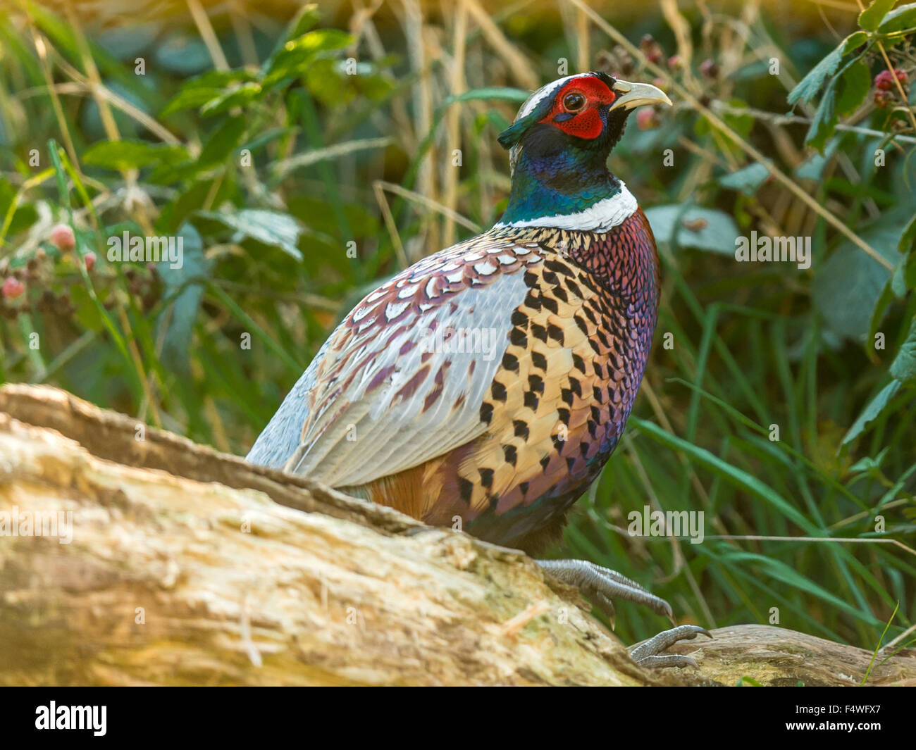 Beautiful Male Common British Pheasant (Phasianus colchicus) foraging ...