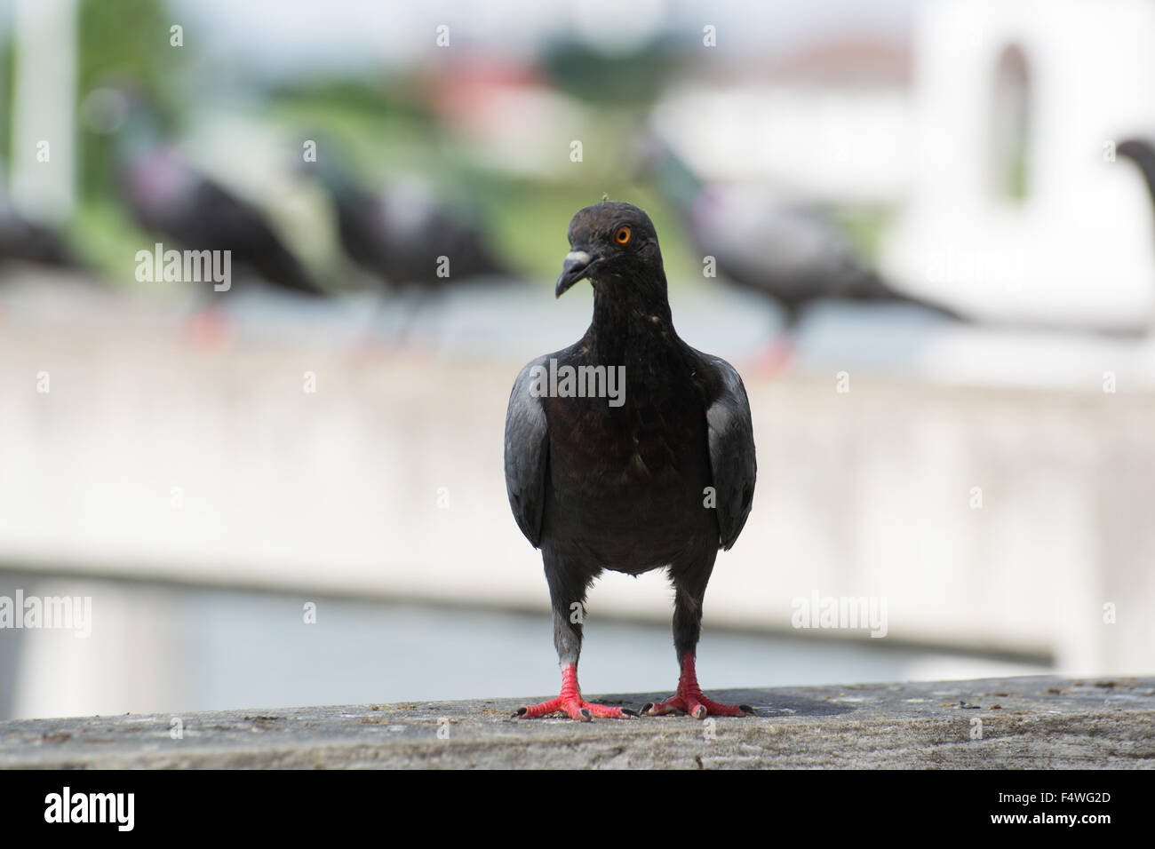 Black bird standing alone on ground Stock Photo - Alamy