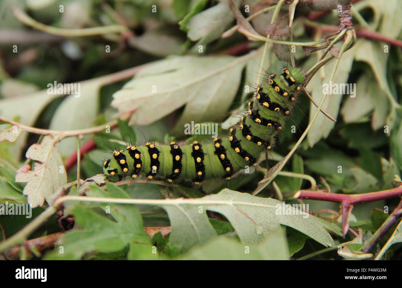 The Green Caterpillar of an Emperor Moth Stock Photo - Alamy