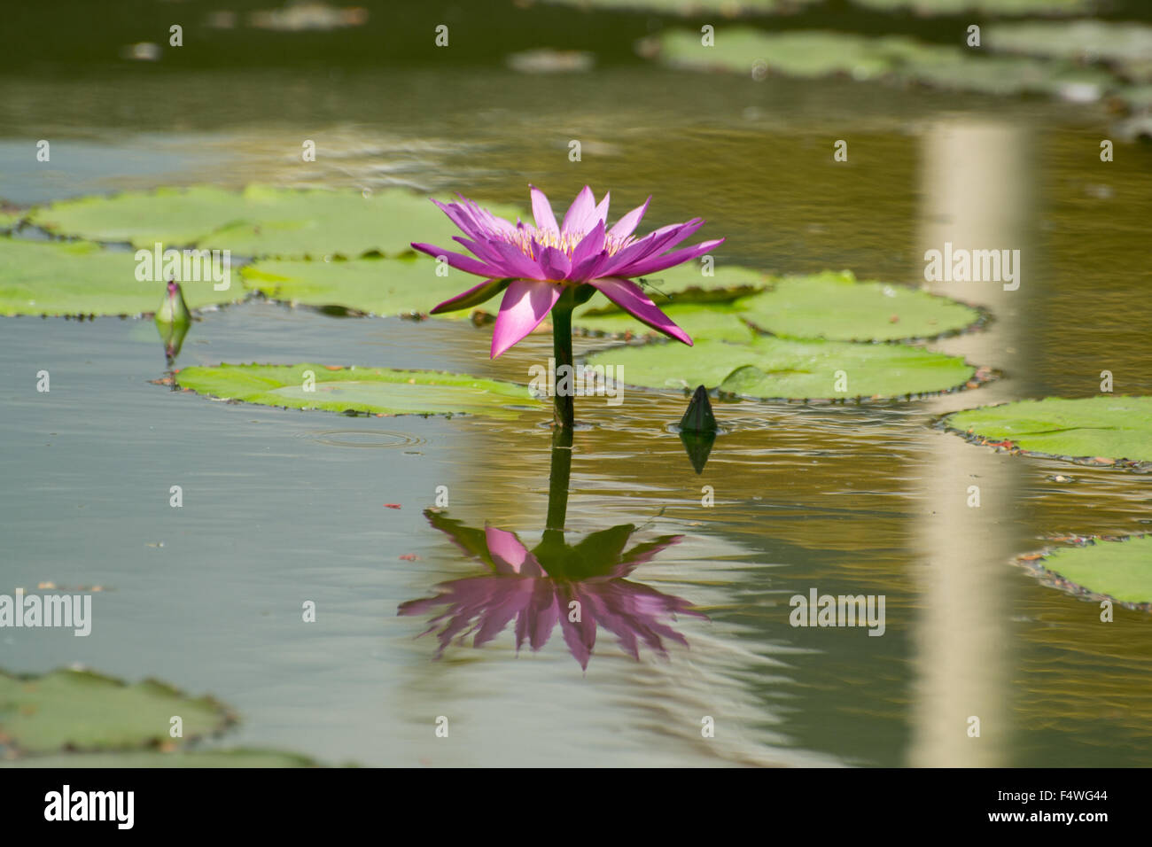 Magenta lotus flower in pond Stock Photo - Alamy