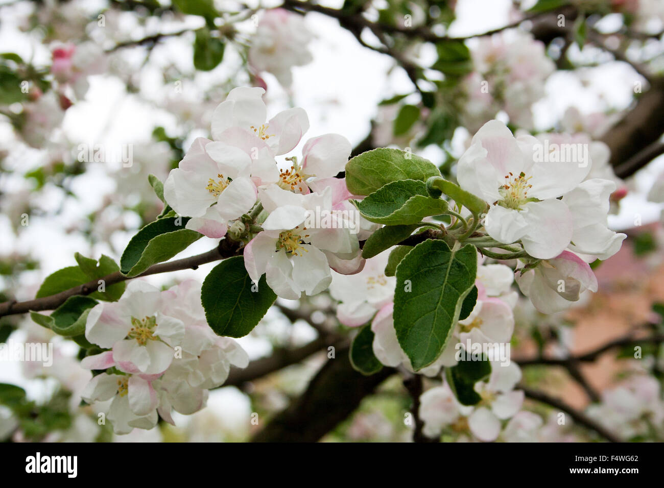 Flowering of apple trees. Closeup white flowers of the apple tree Stock ...
