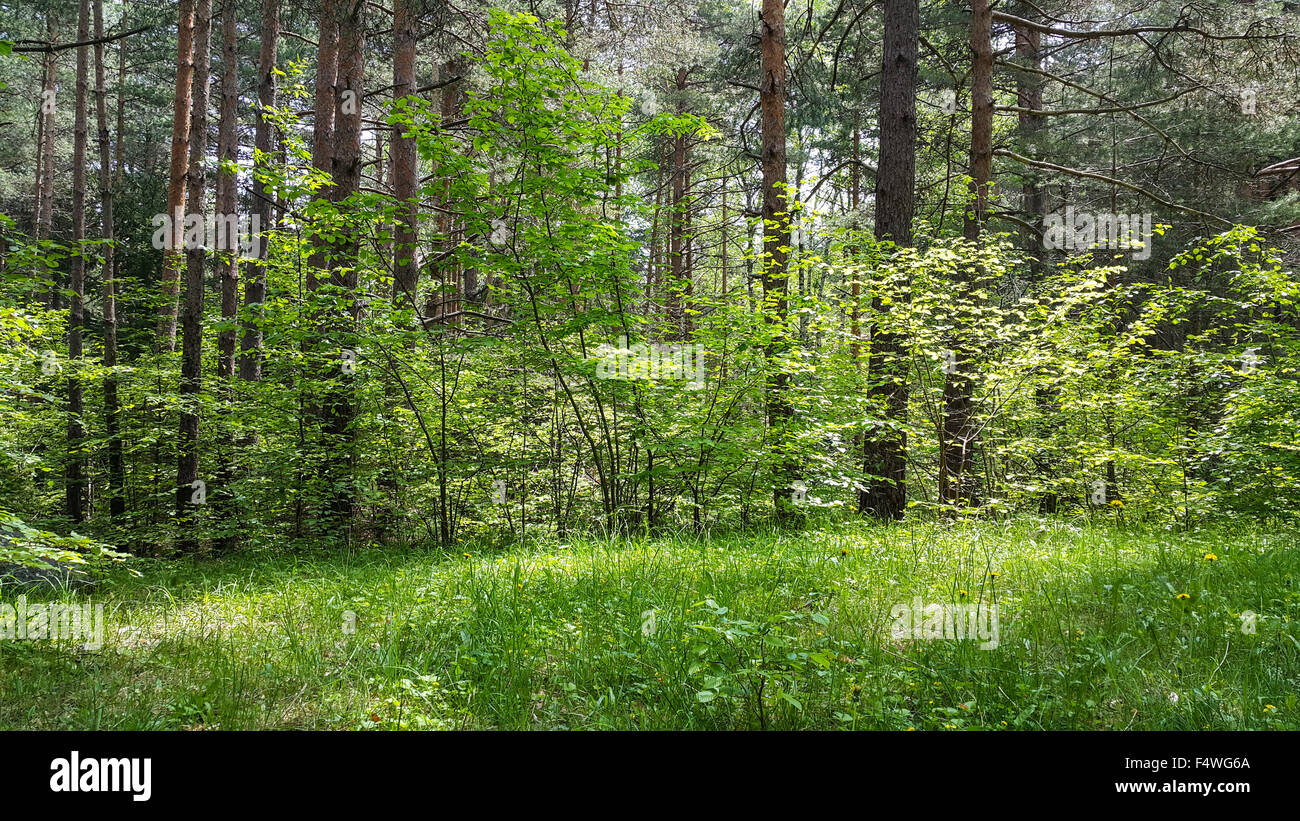 Early spring in the forest with young green leaves and lush grass ...