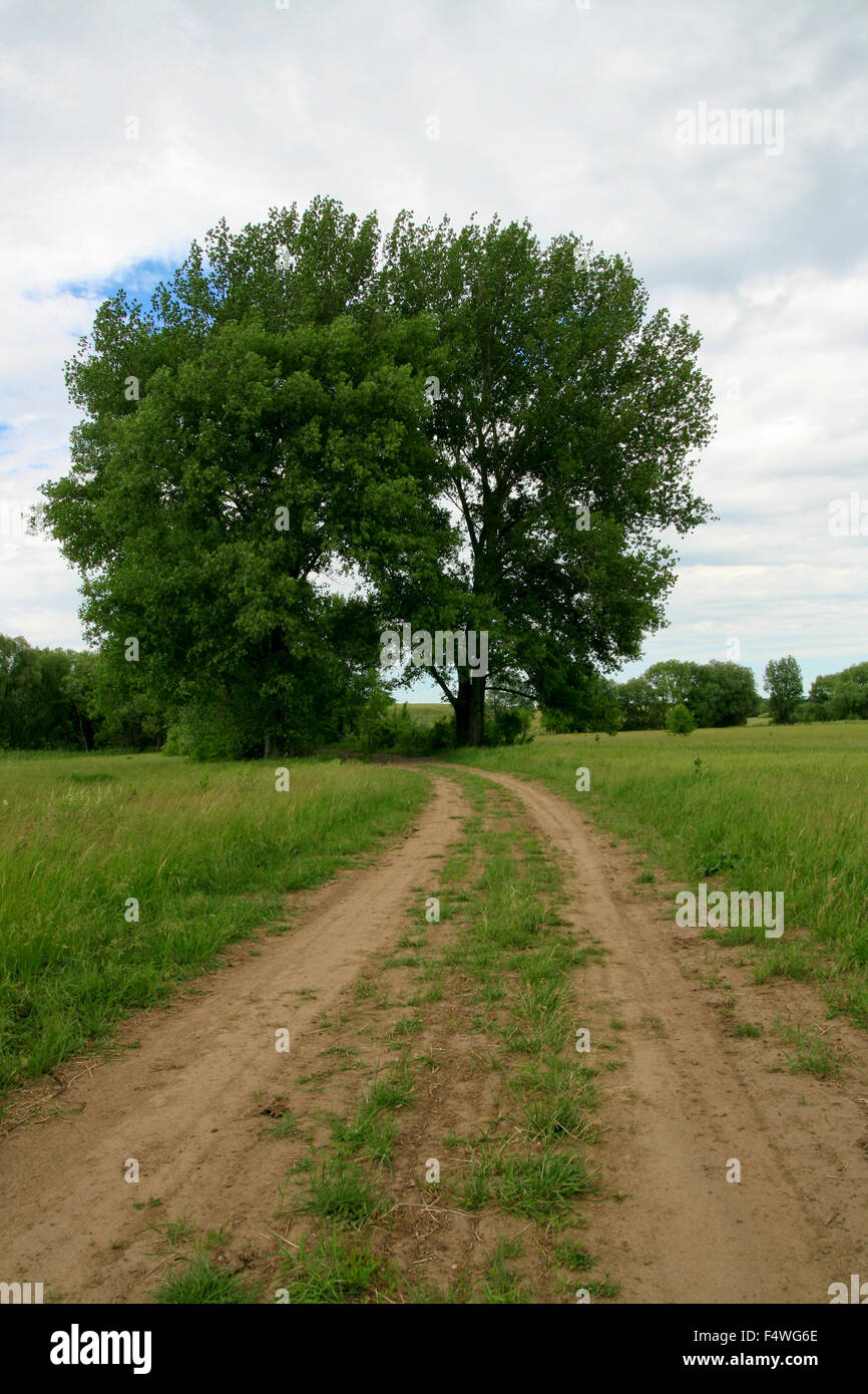 Big tree right side by road in green meadow and cloudy sky on ...