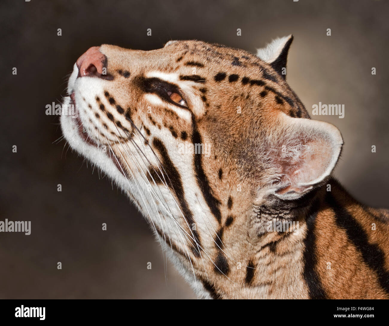 Ocelot (leopardus pardalis Stock Photo - Alamy