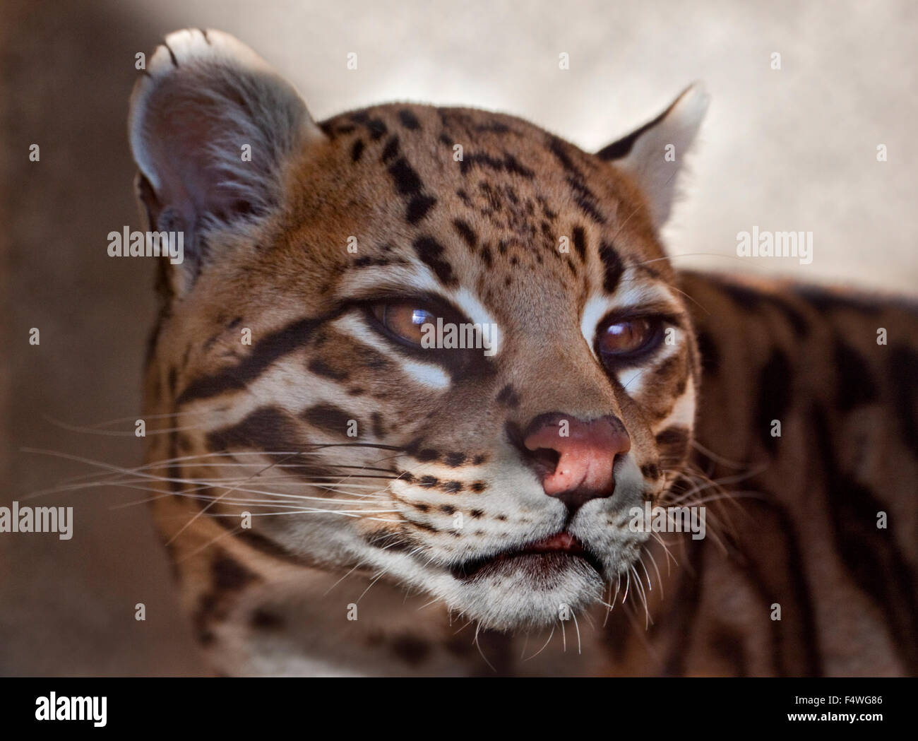 Ocelot (leopardus pardalis Stock Photo - Alamy