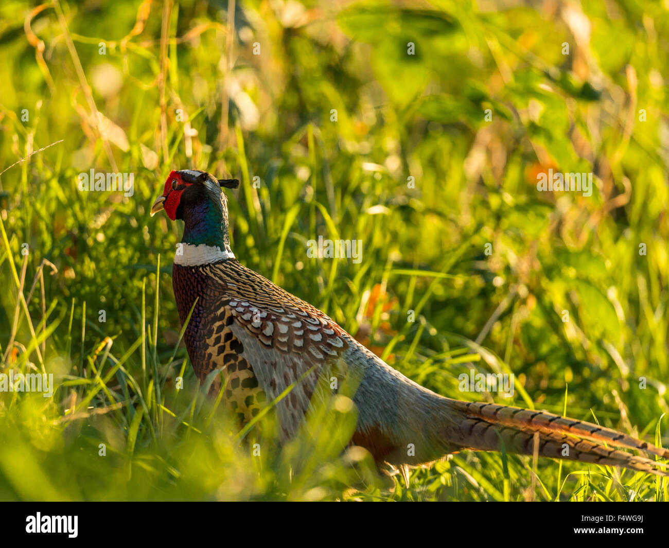 Beautiful Male Common British Pheasant (Phasianus colchicus) foraging ...