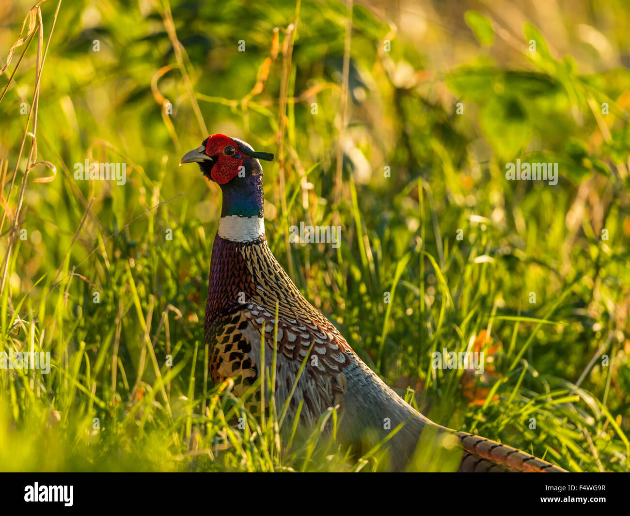 Beautiful Male Common British Pheasant (Phasianus colchicus) foraging ...