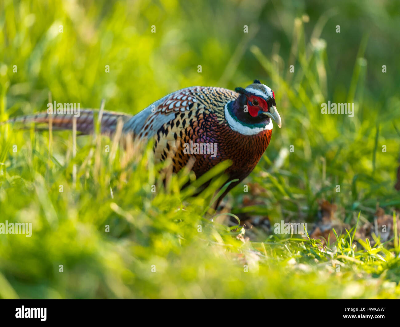 Beautiful Male Common British Pheasant (Phasianus colchicus) foraging ...