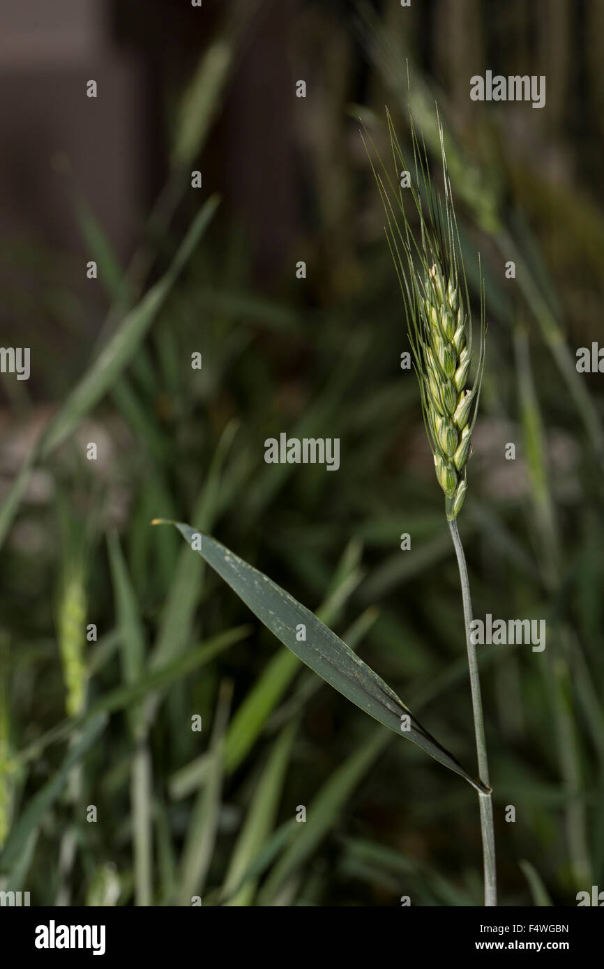 barley, crop, farm Stock Photo - Alamy