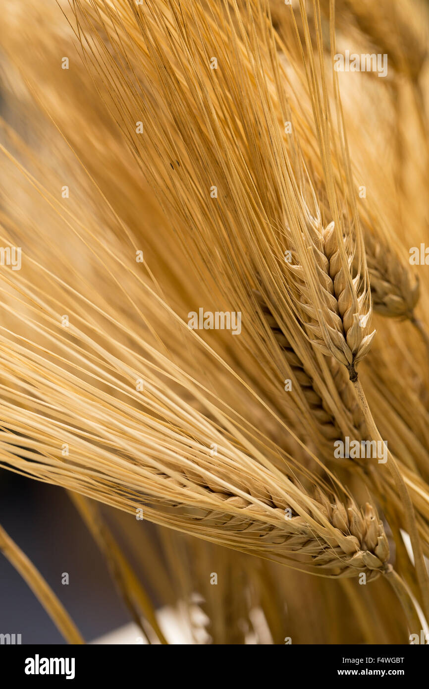 barley, crop, farm Stock Photo - Alamy