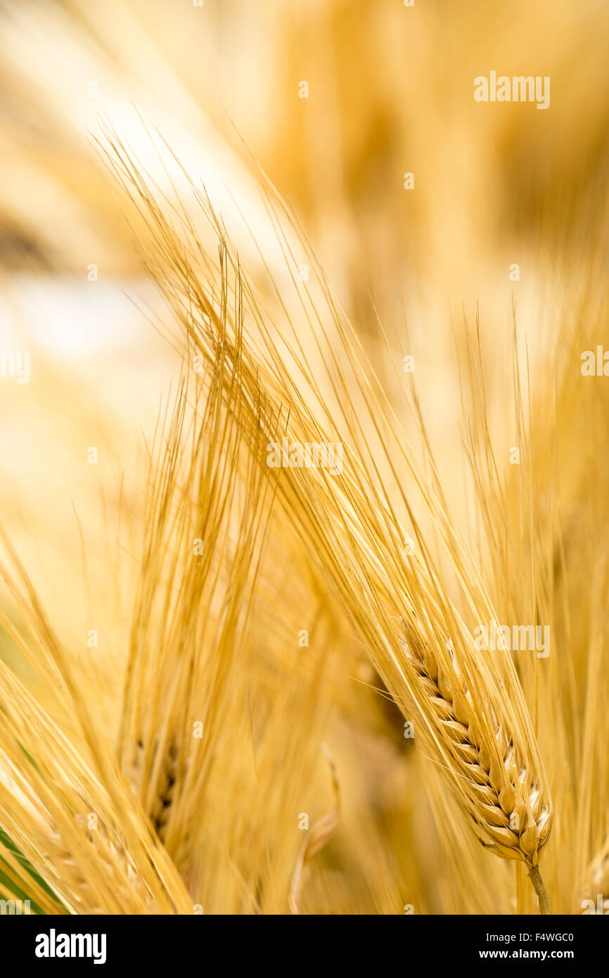 Barley crop hi-res stock photography and images - Alamy