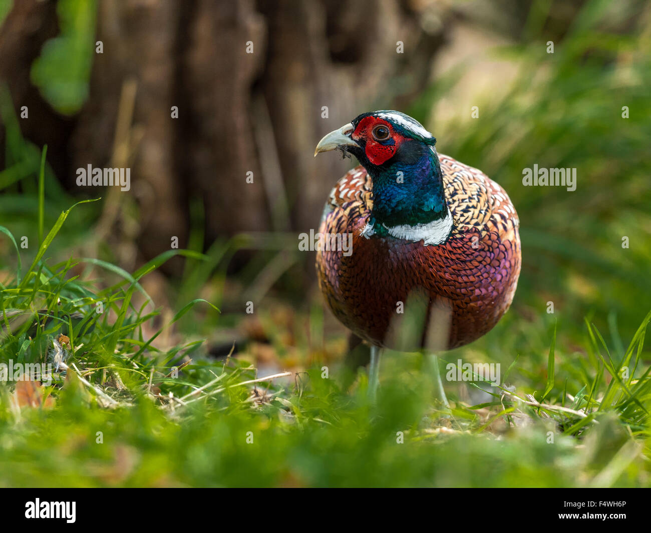 Beautiful Male Common British Pheasant (Phasianus colchicus) foraging ...