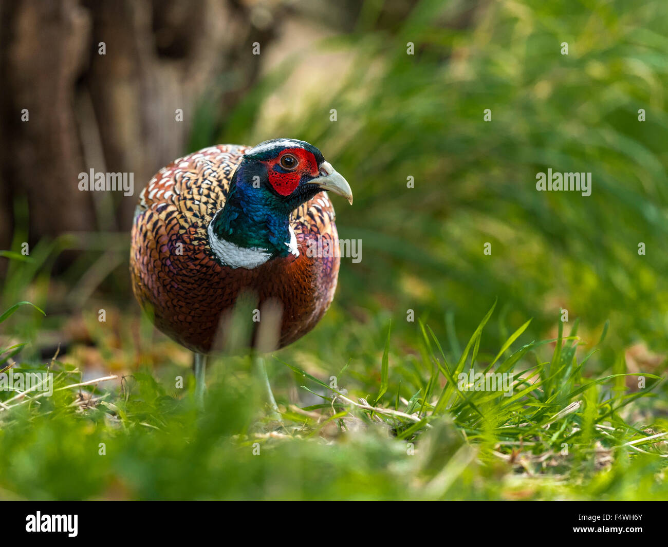 Beautiful Male Common British Pheasant (Phasianus colchicus) foraging ...